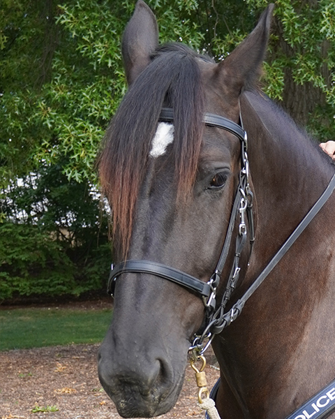 Rettke, Mounted Patrol Horse - UW–Madison Police Department Rettke, Mounted Patrol Horse - UW–Madison Police Department