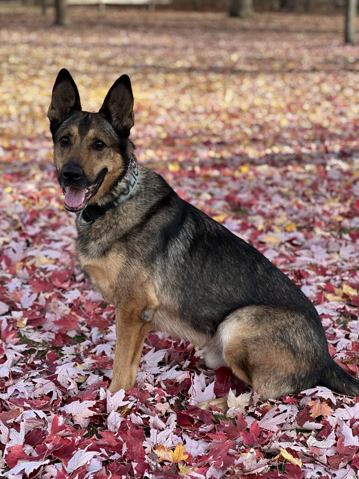 UWPD mourns death of retired K9 Kobalt - UW–Madison Police Department